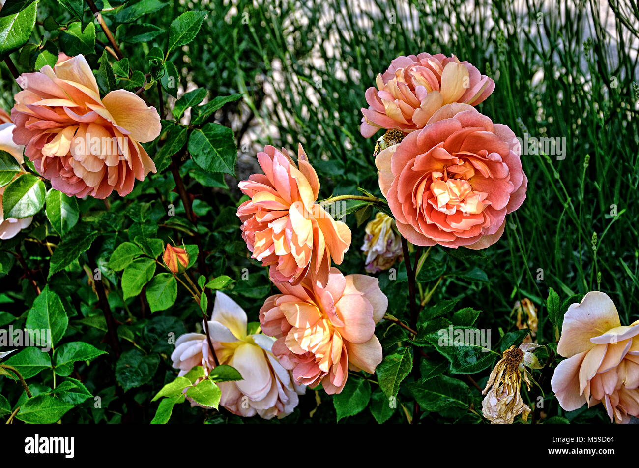 Pat austin hi-res stock photography and images - Alamy