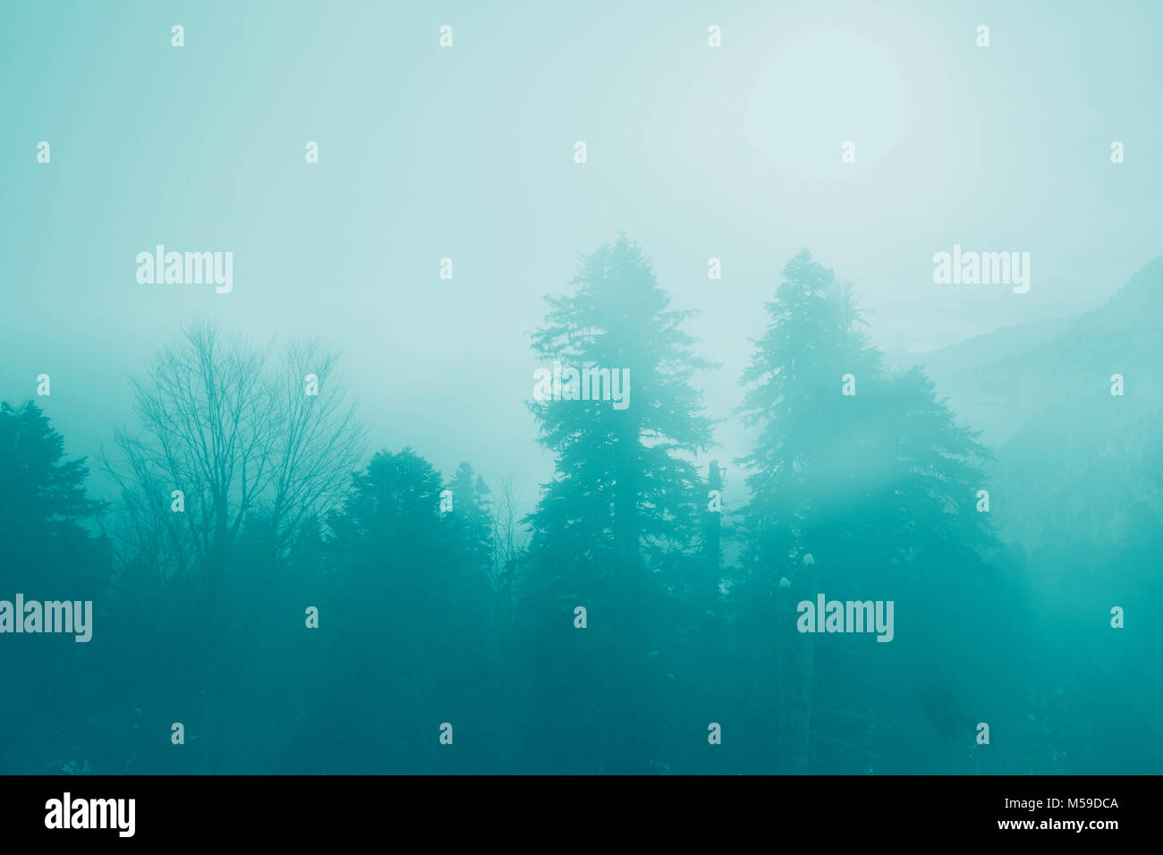 trees in the fog Stock Photo - Alamy