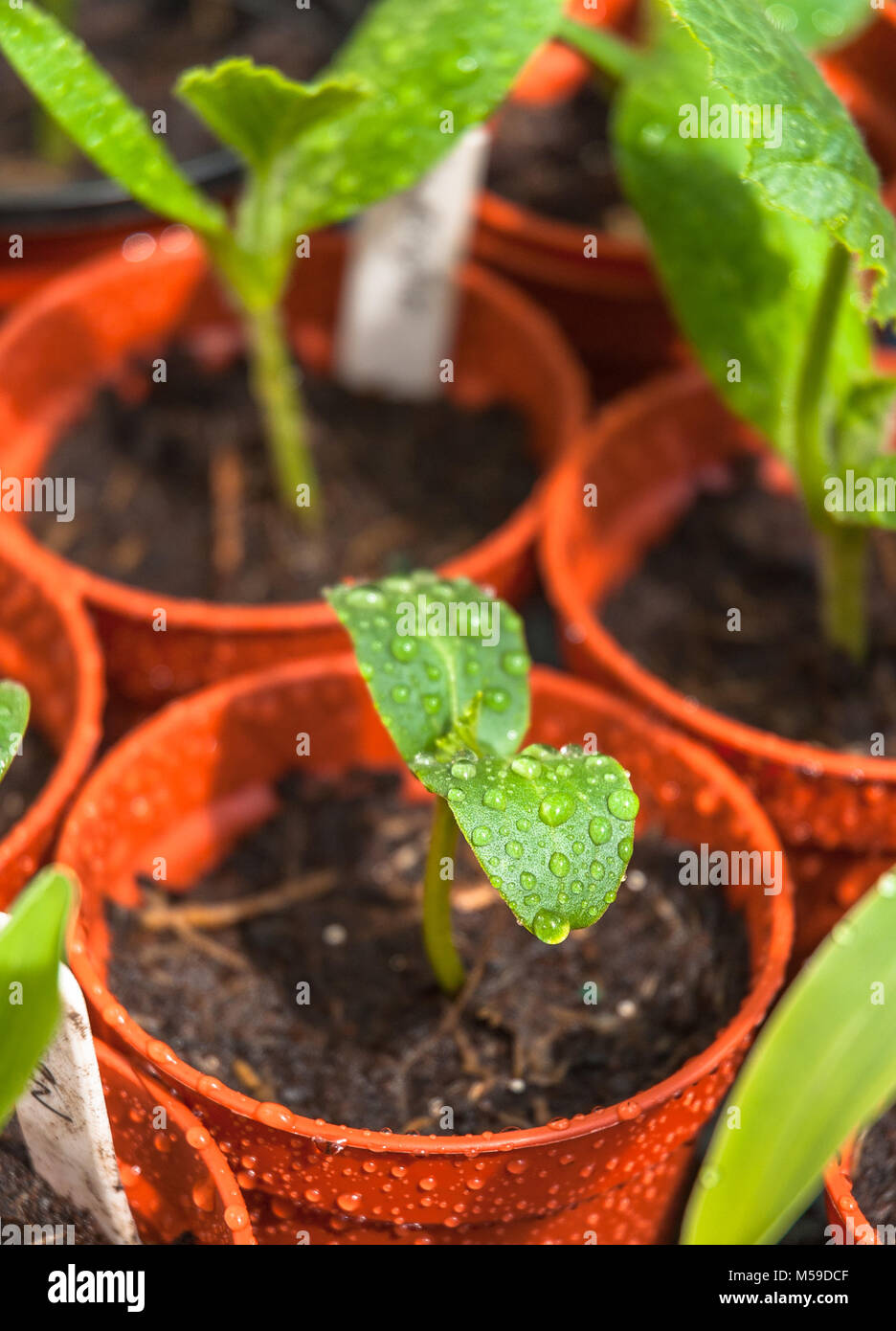 Courgette seedlings hi-res stock photography and images - Alamy