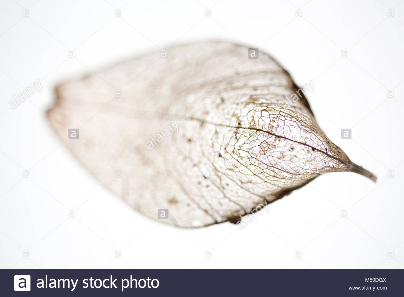 Anastomosis Stock Photos & Anastomosis Stock Images - Alamy