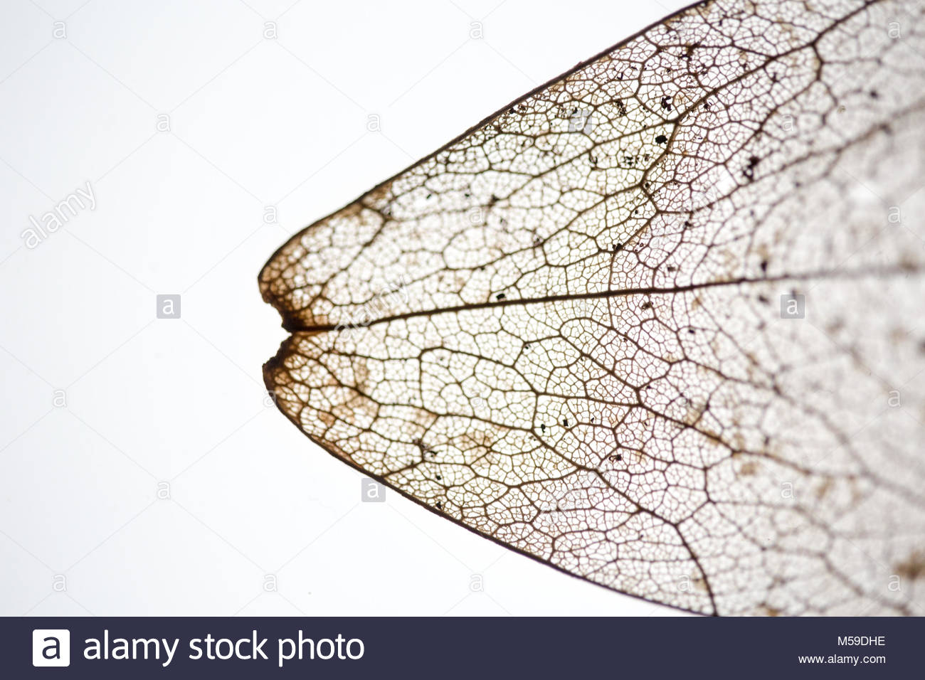 Anastomosis Stock Photos & Anastomosis Stock Images - Alamy