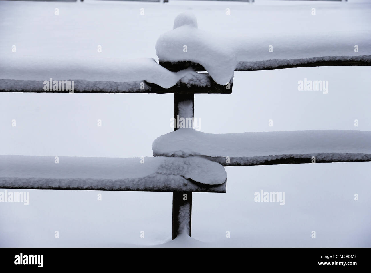 Horses on snow top hi-res stock photography and images - Alamy