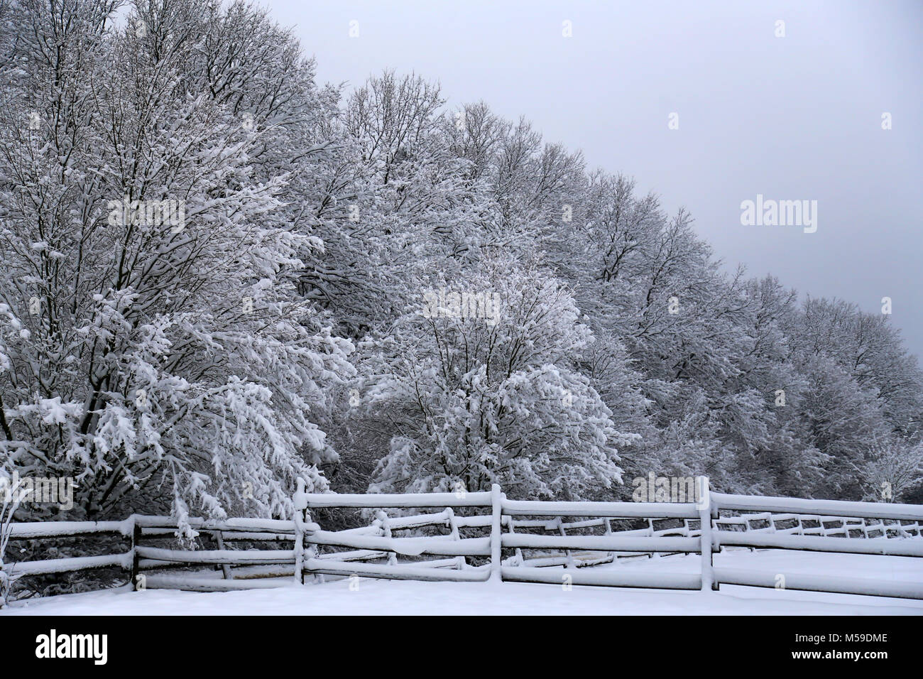 Fresh snow filled corral fences at rural winter snowy horse farm Stock ...