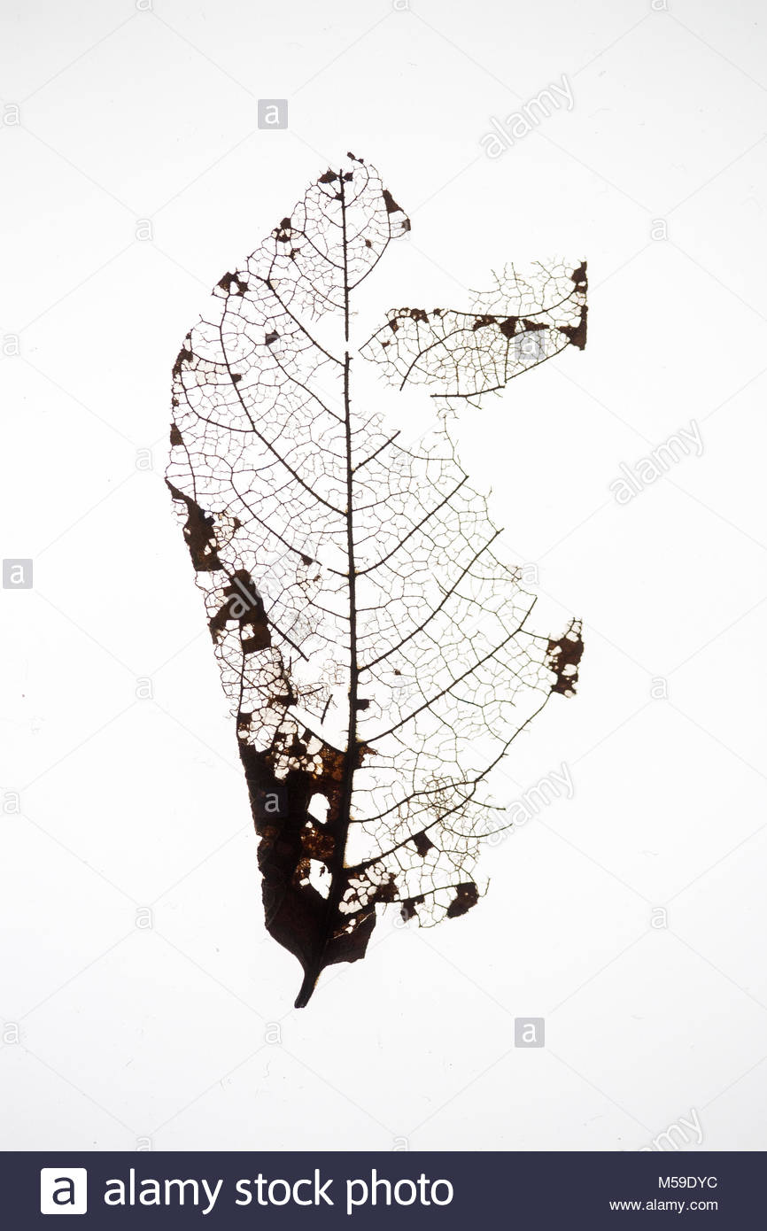 Anastomosis Stock Photos & Anastomosis Stock Images - Alamy