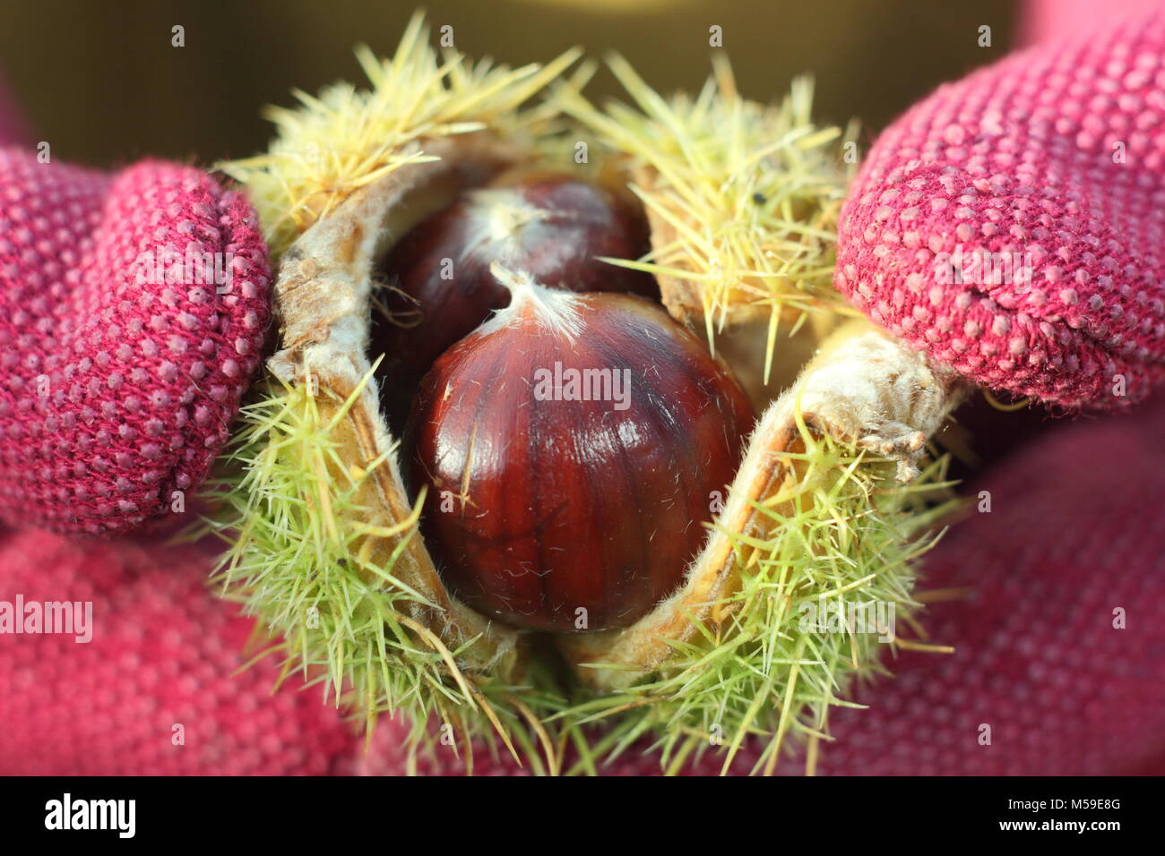 Hands holding nuts hi-res stock photography and images - Alamy