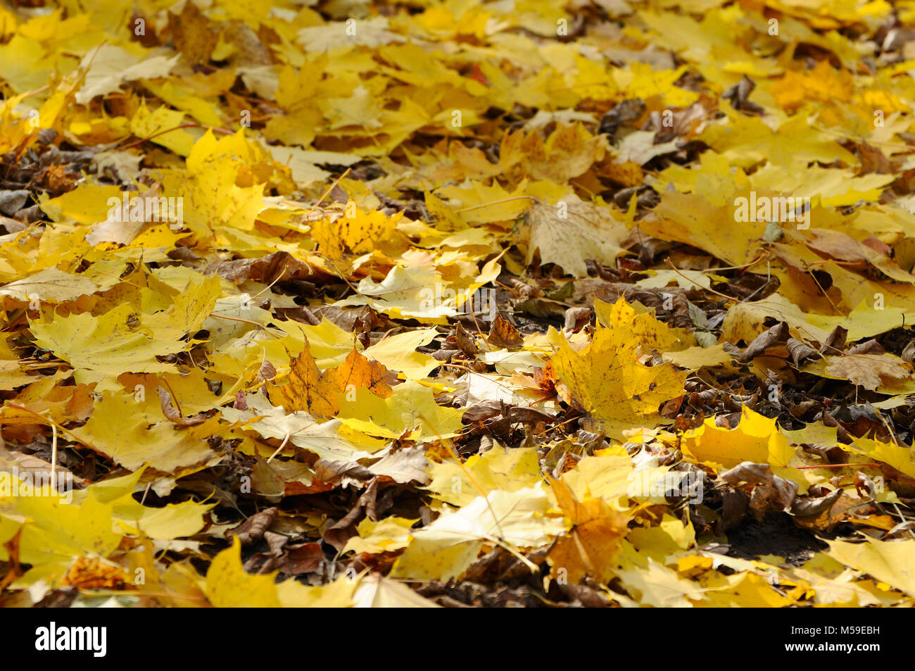 Group of autumn leaves hi-res stock photography and images - Alamy