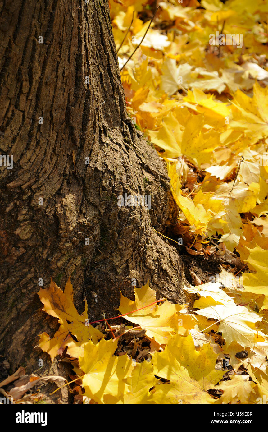 Group of autumn leaves hi-res stock photography and images - Alamy
