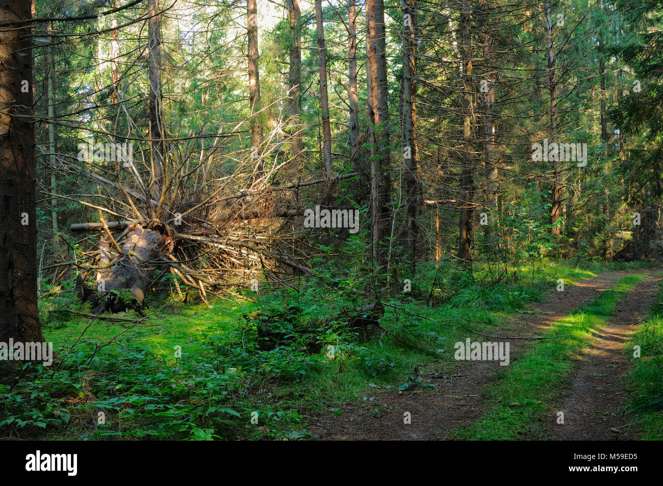 Forest scene with fallen tree hi-res stock photography and images - Alamy