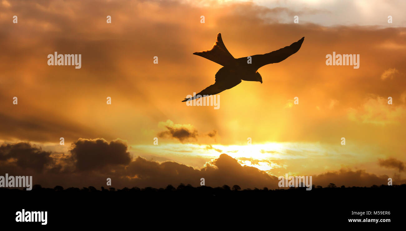 A red kite flying through the sky at sunset Stock Photo - Alamy