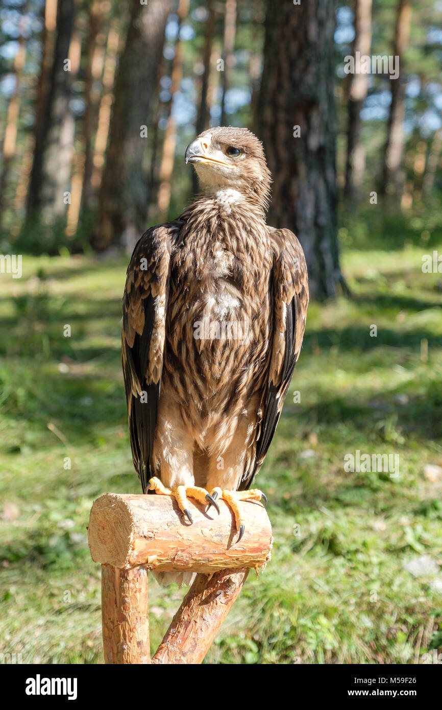 Falco cherrug, bird of prey of family of falcon Stock Photo - Alamy