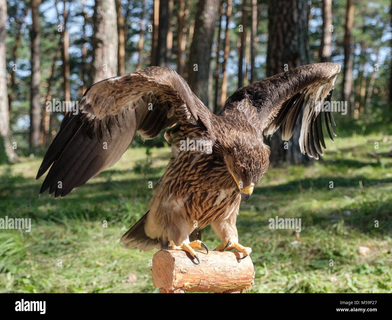 Falco cherrug, bird of prey of family of falcon Stock Photo - Alamy