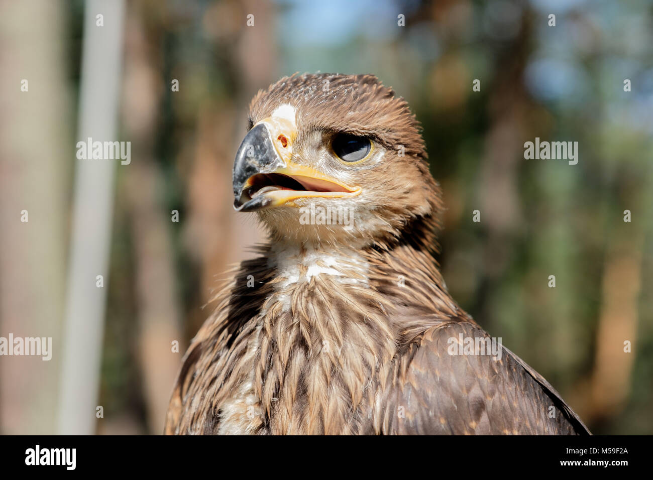 Falco cherrug, bird of prey of family of falcon Stock Photo - Alamy