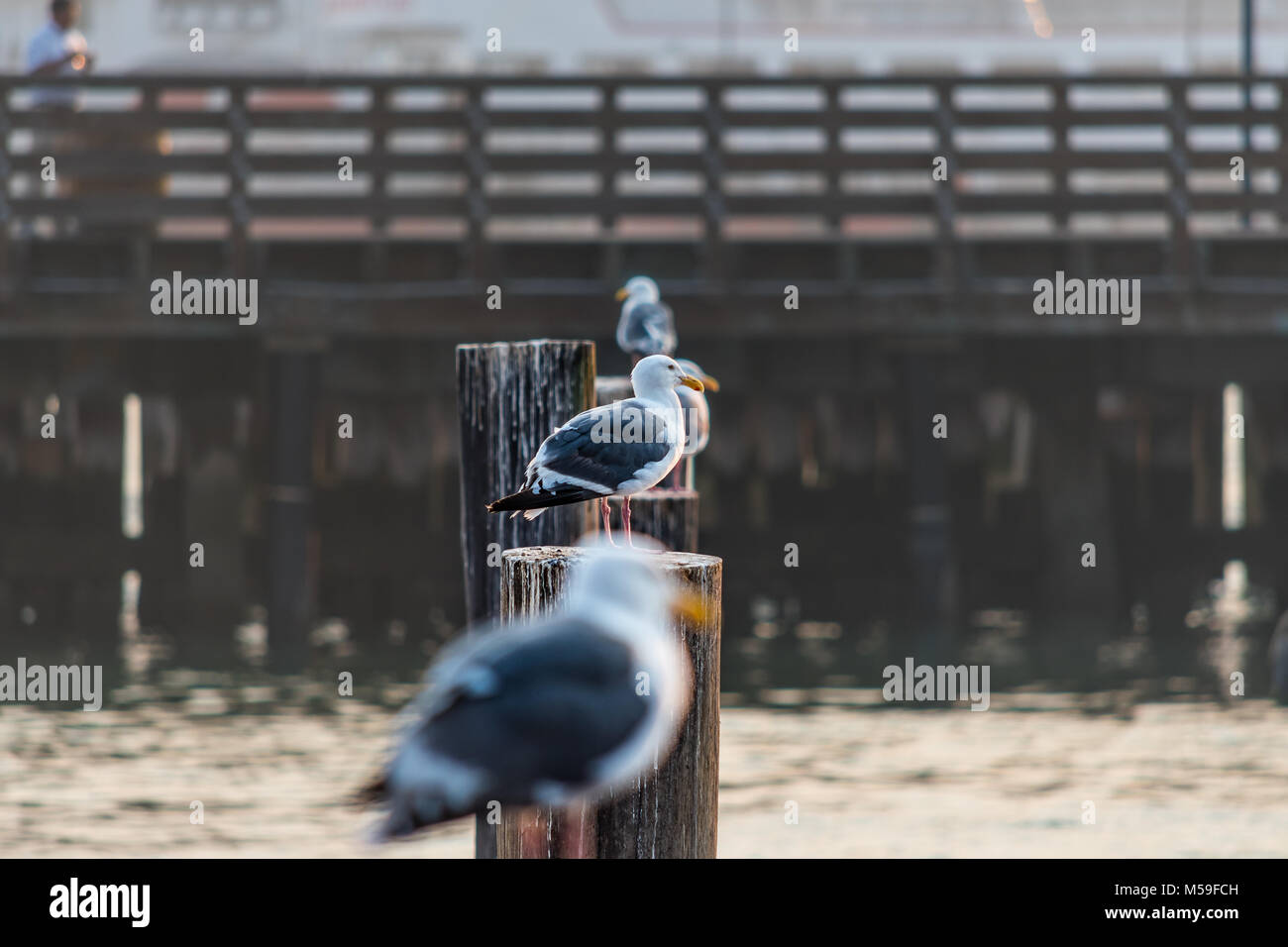 All in a row Stock Photo - Alamy