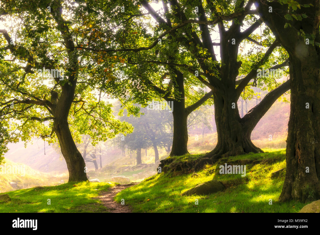 Path passing through lush green forest with backlit Stock Photo - Alamy