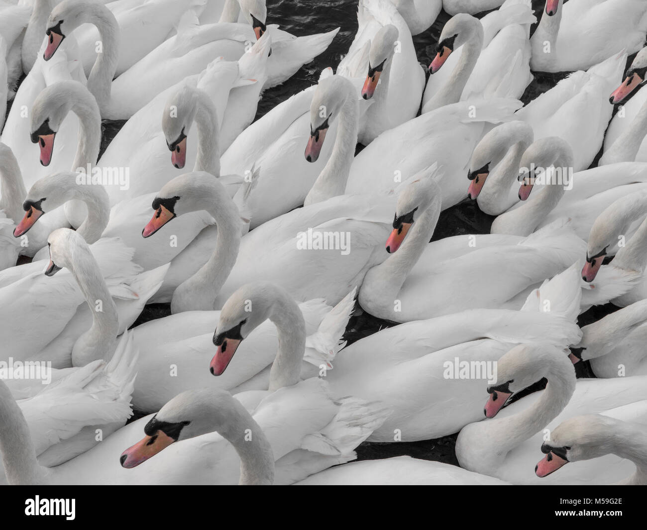 Elegant gathering of Mute swans on The River Thames form a close ...