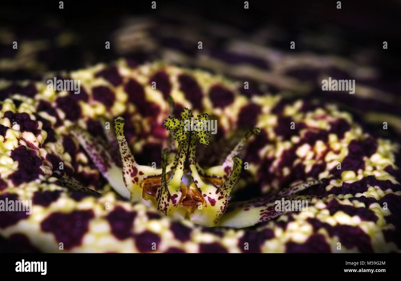 Orbea variegata hi-res stock photography and images - Alamy