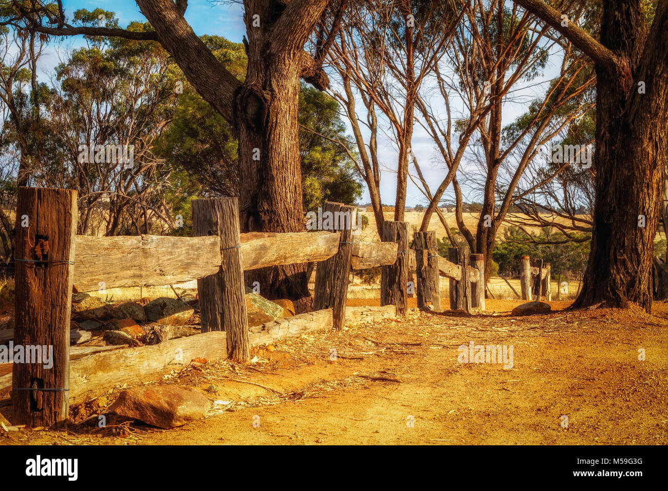 Old solid farm fence in paddock with large trees Stock Photo - Alamy