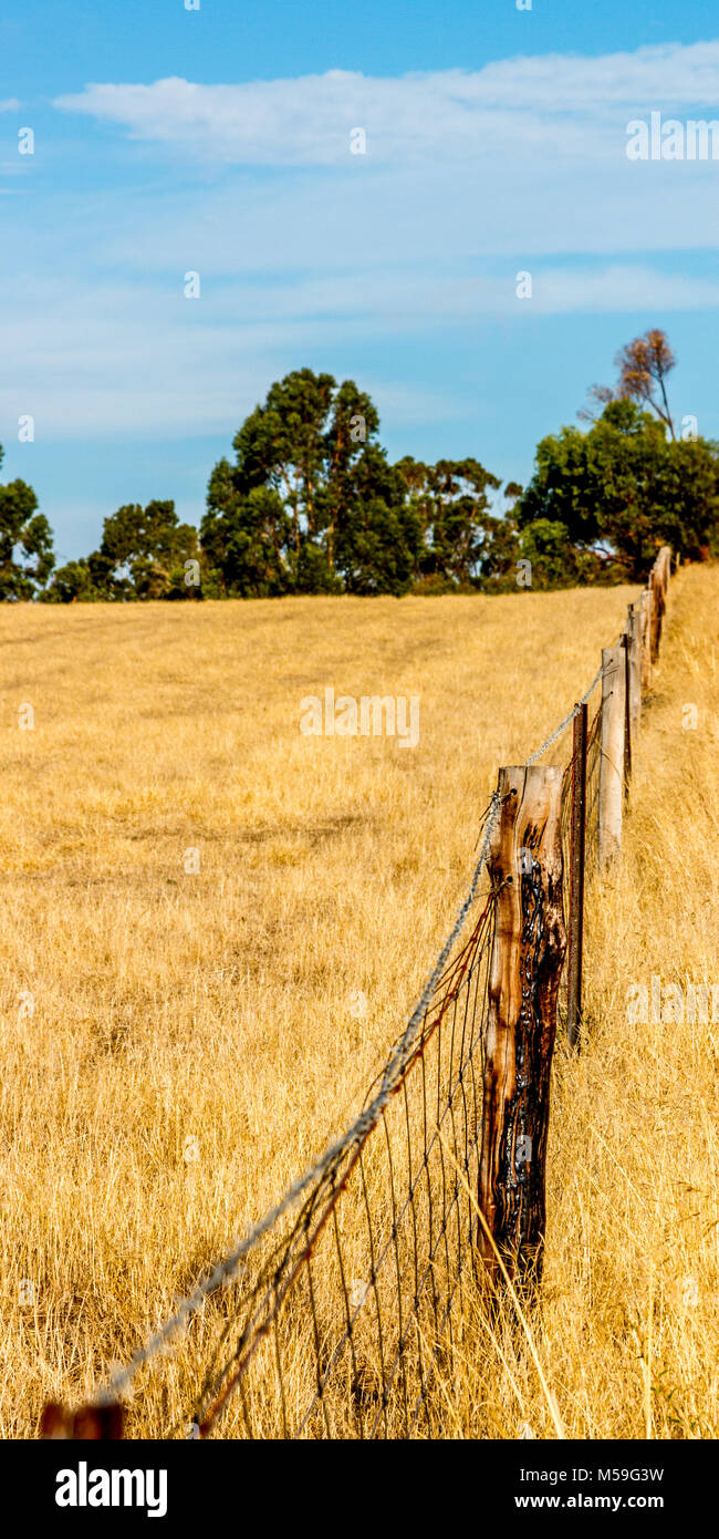 Fence line wheat paddock with copy space Stock Photo - Alamy