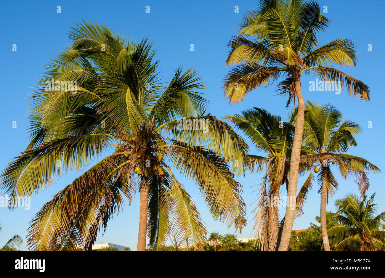 Coconut palm trees; beautiful tropical background Stock Photo - Alamy