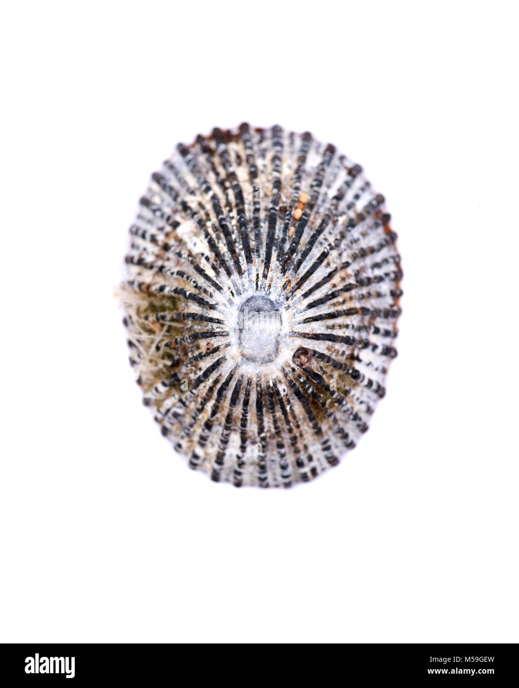 Cayenne Keyhole Limpet from Kauai beach in Hawaii, isolated on white ...