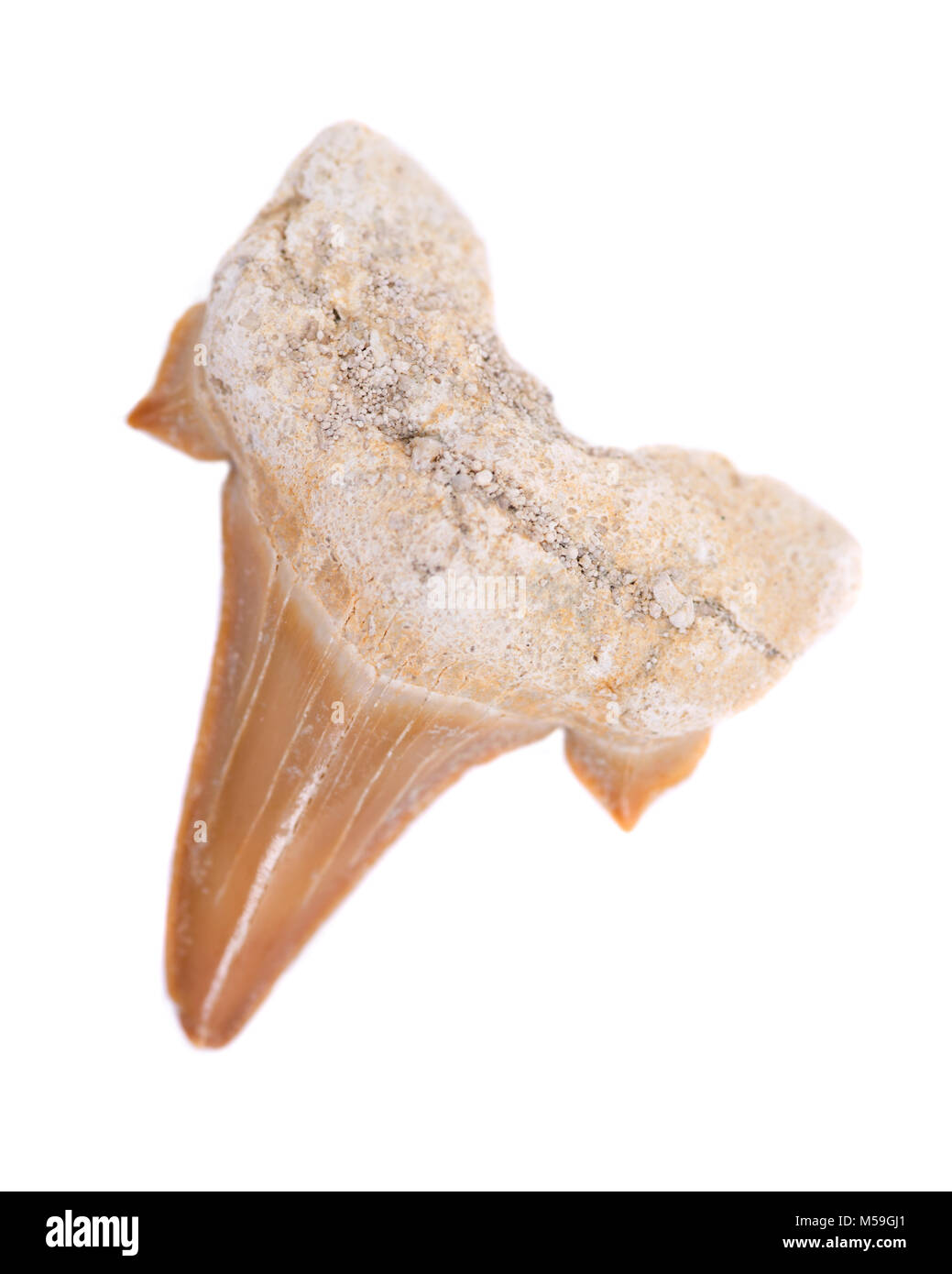 Authentic fossilized prehistoric shark tooth from Morocco isolated on ...