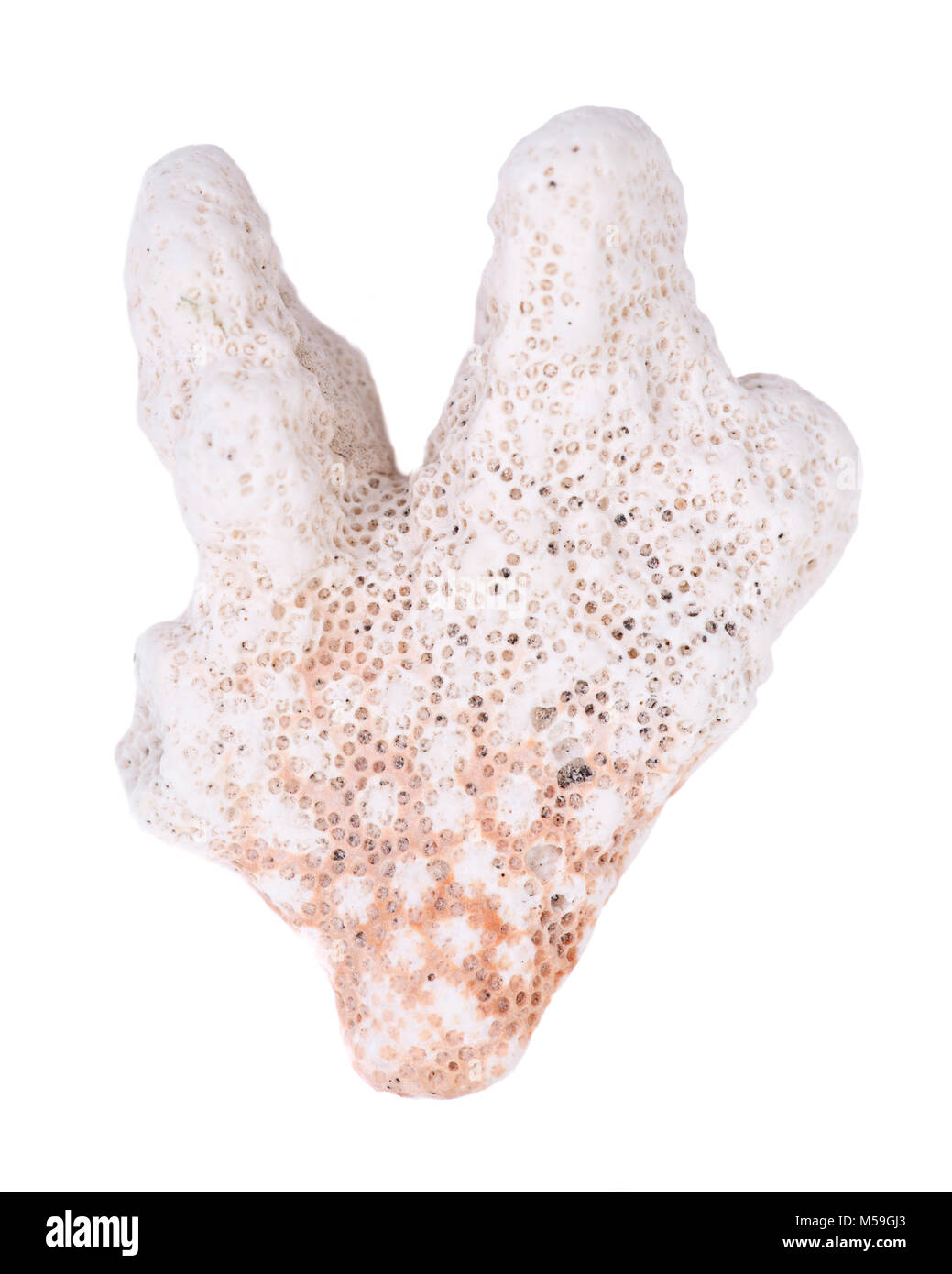 Beautiful white coral branch from Puako beach, Hawaii isolated on white ...