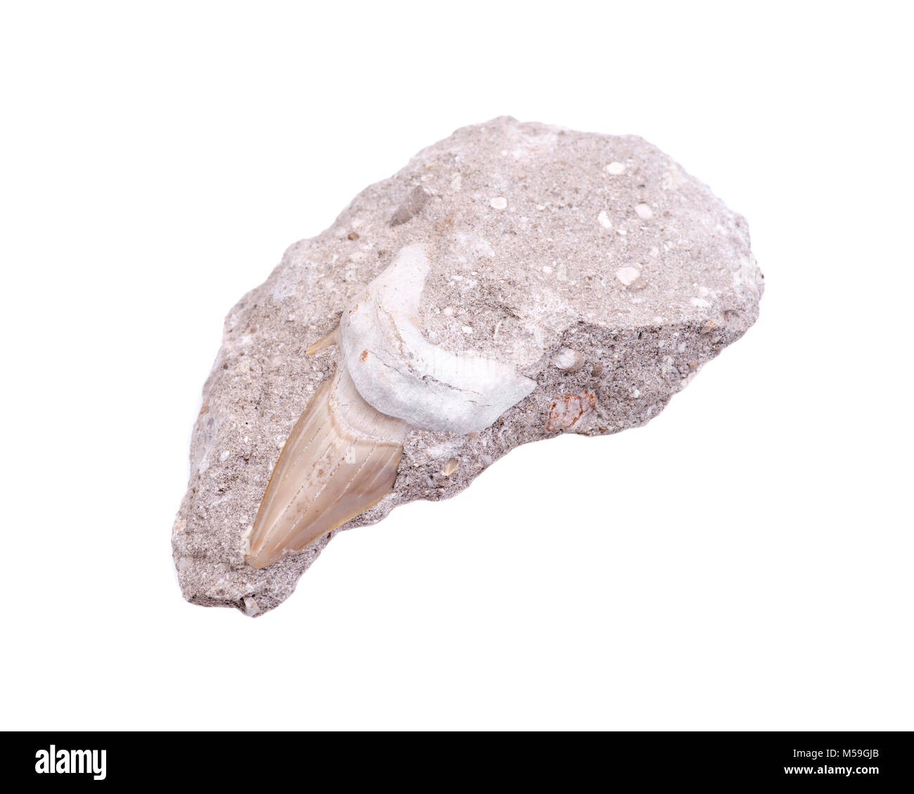Fossil shark tooth embedded in a piece of Miocene limestone from ...