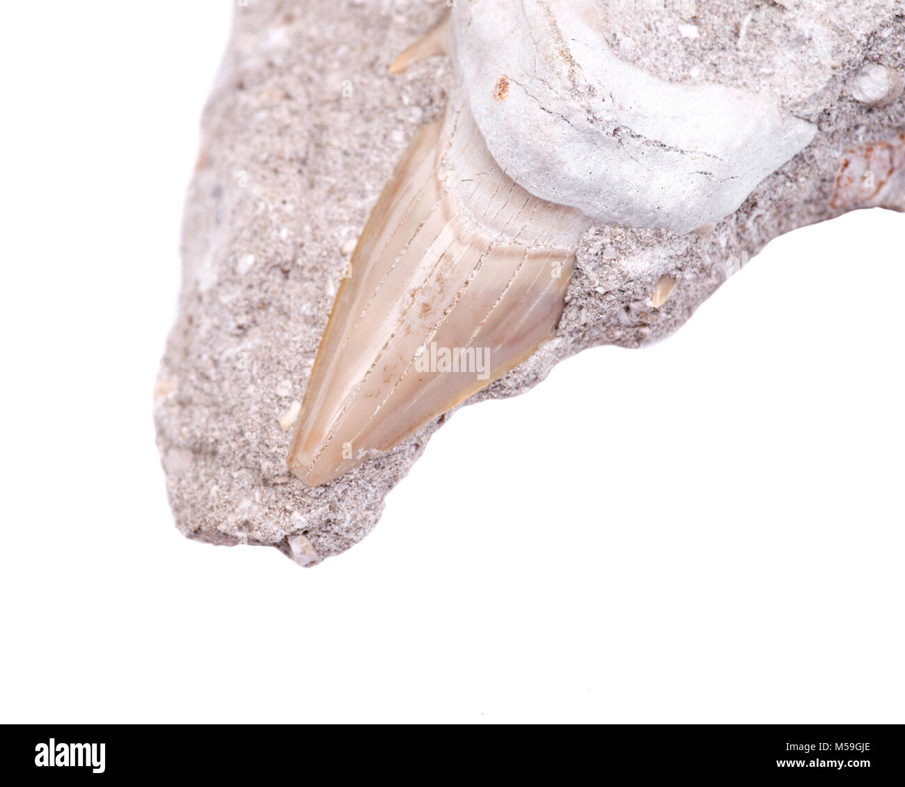 Fossil shark tooth embedded in a piece of Miocene limestone from ...