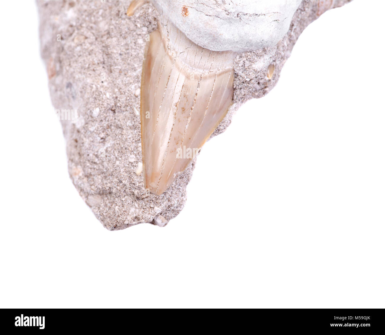 Fossil shark tooth embedded in a piece of Miocene limestone from ...