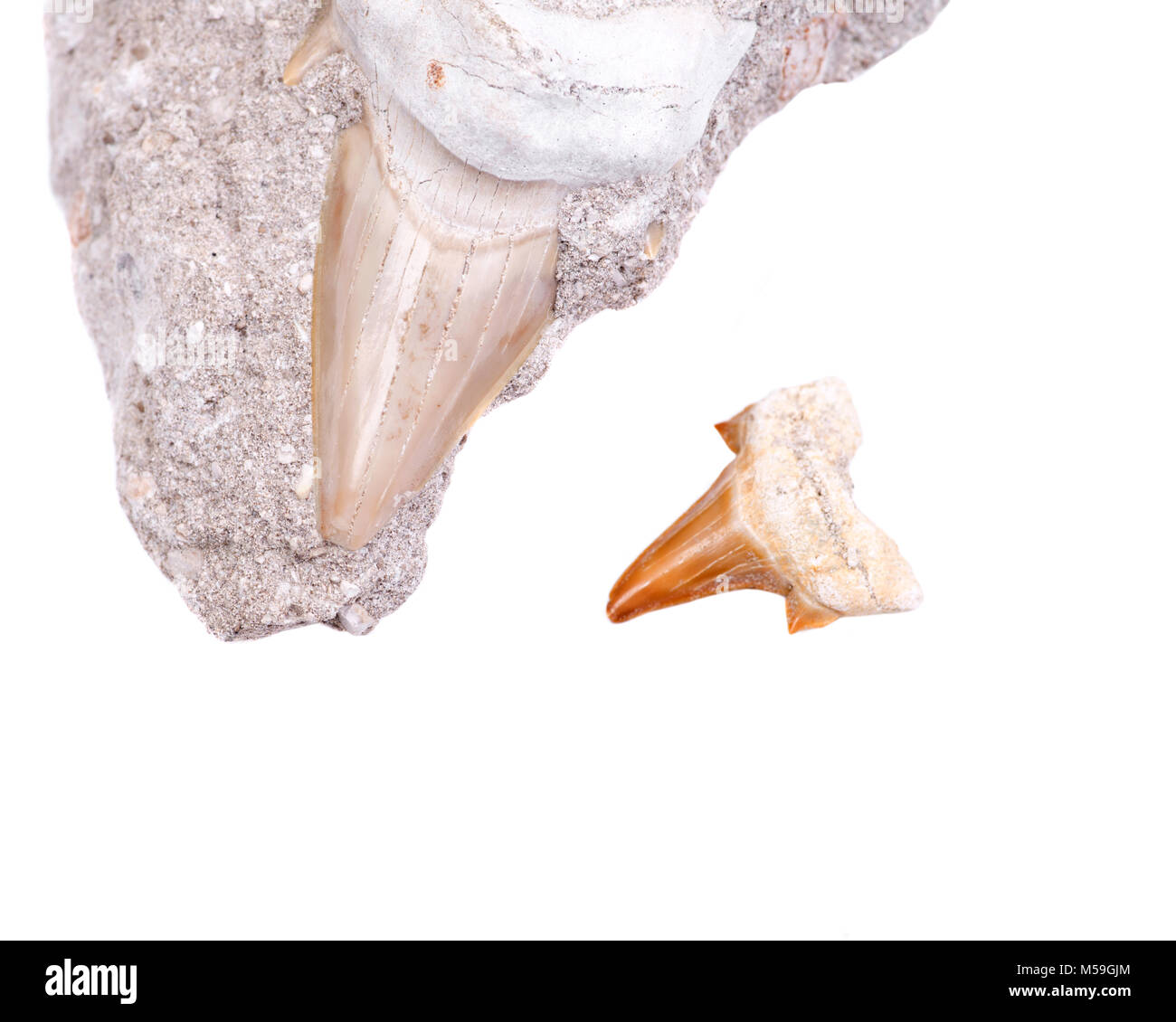 Fossil shark tooth embedded in a piece of Miocene limestone from ...