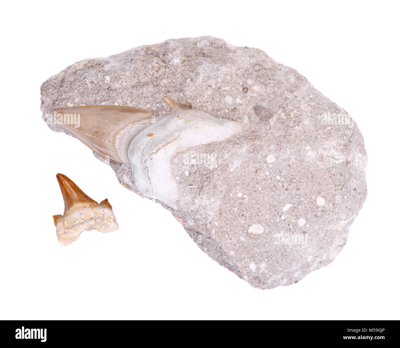 Fossil shark tooth embedded in a piece of Miocene limestone from ...