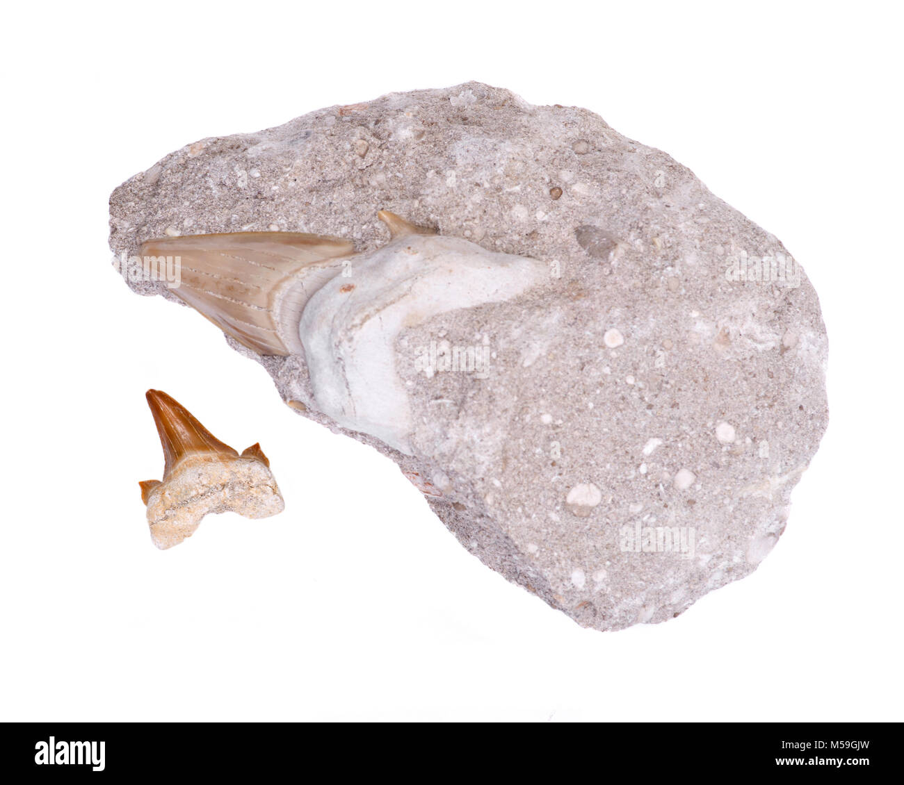 Fossil shark tooth embedded in a piece of Miocene limestone from ...