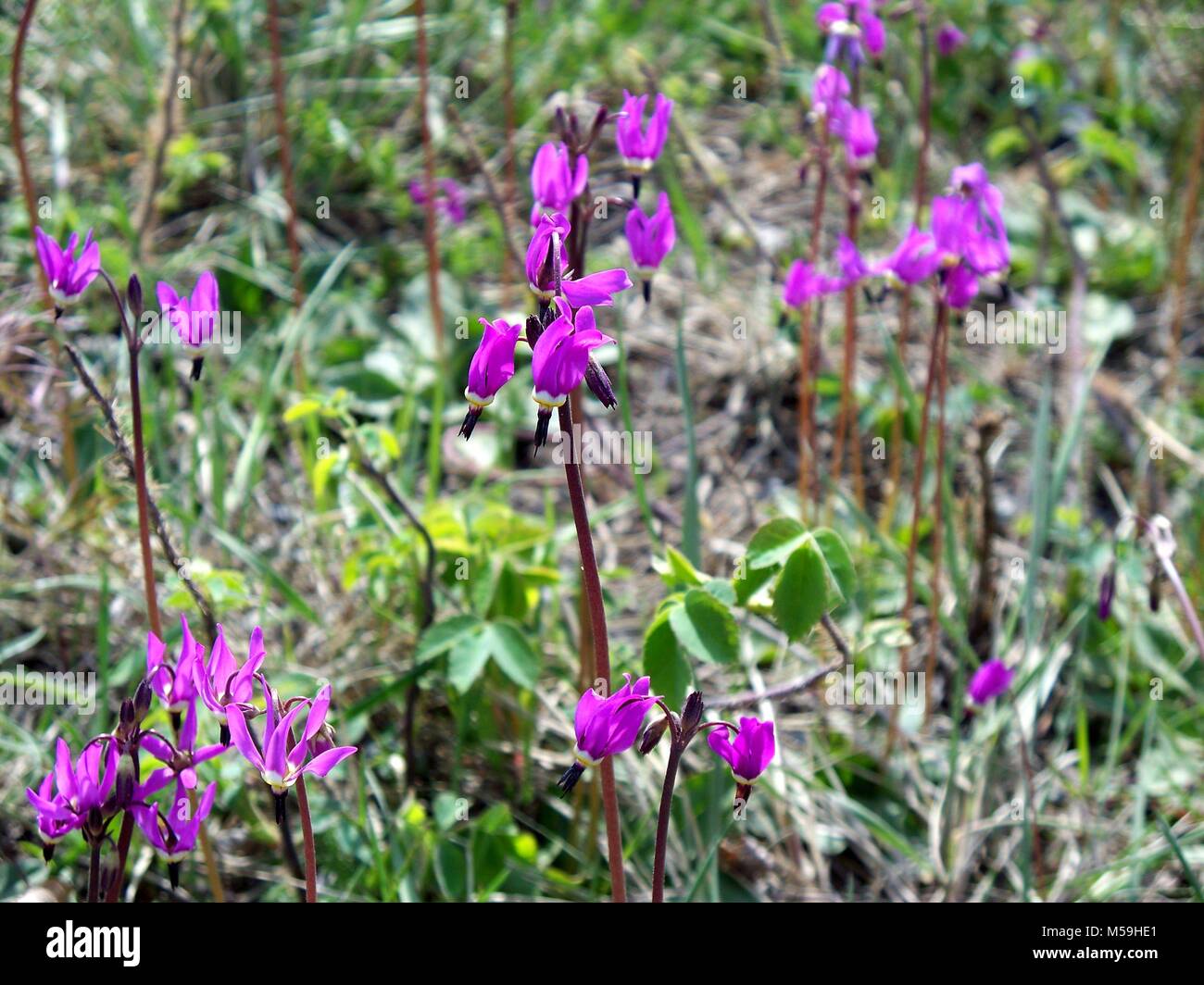 Shooting stars hi-res stock photography and images - Alamy