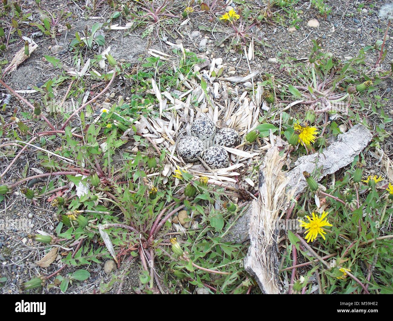 A Killdeer Nest In An Open Field In North Dakota Stock Photo - Alamy
