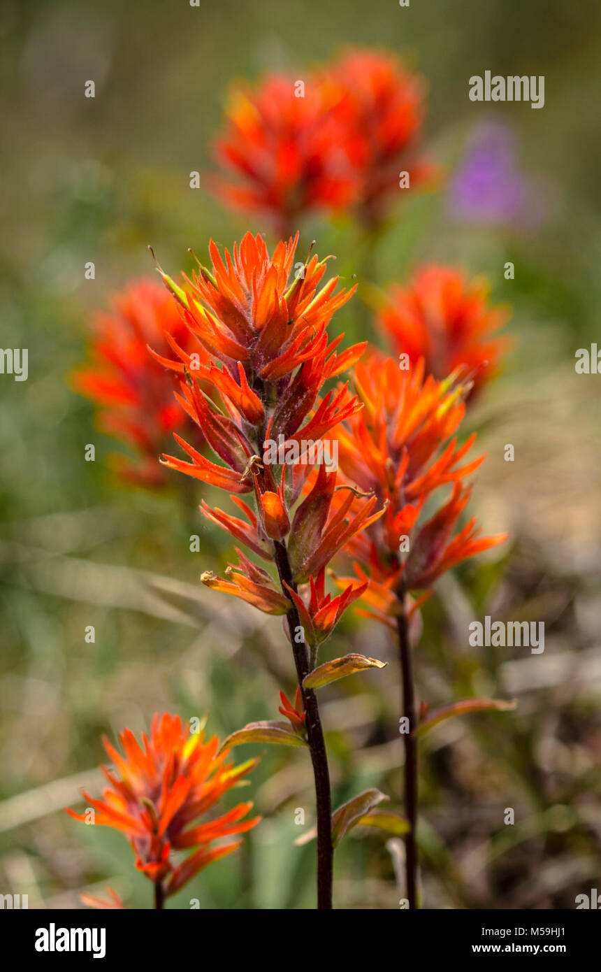 Indian paintbrush hi-res stock photography and images - Alamy