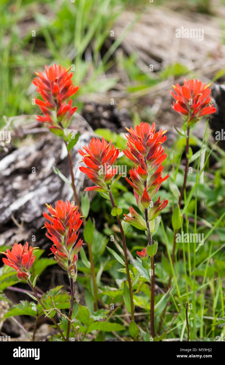 Castilleja minaita or Common Paintbrush blooming in the Mt Hood ...