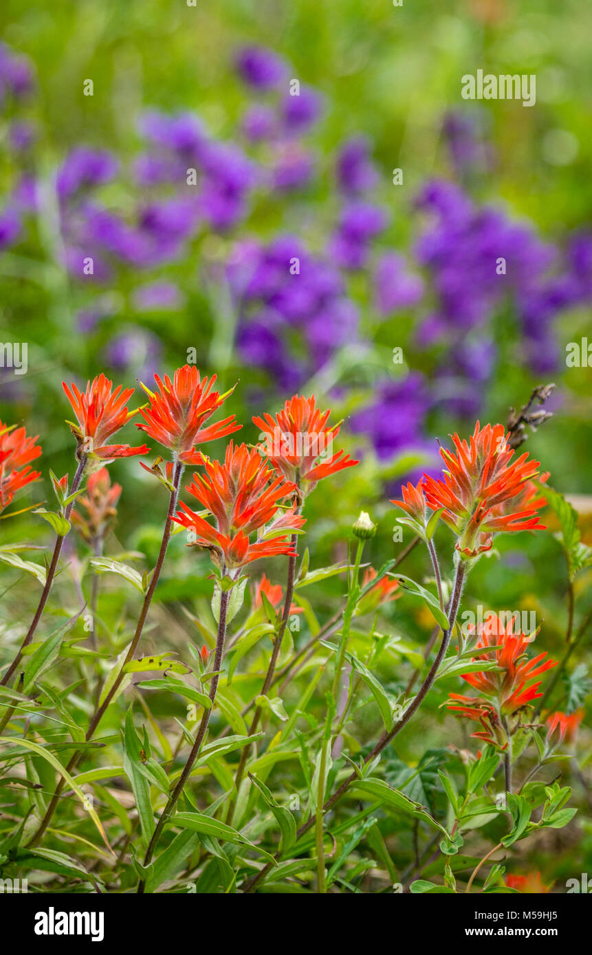 Castilleja minaita or Common Paintbrush blooming in the Mt Hood ...