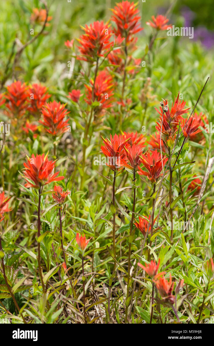 Indian paintbrush castilleja miniata in hi-res stock photography and ...