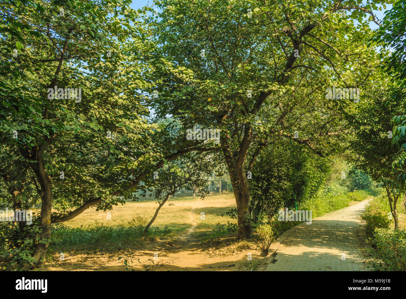 Parks, Forest, plants and green area wonderful landscape in India Stock ...