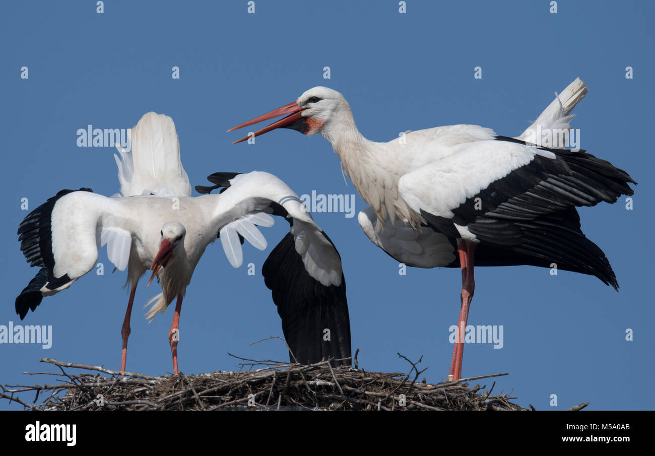 Biebesheim, Germany. 21st February, 2018. White storks court at ...
