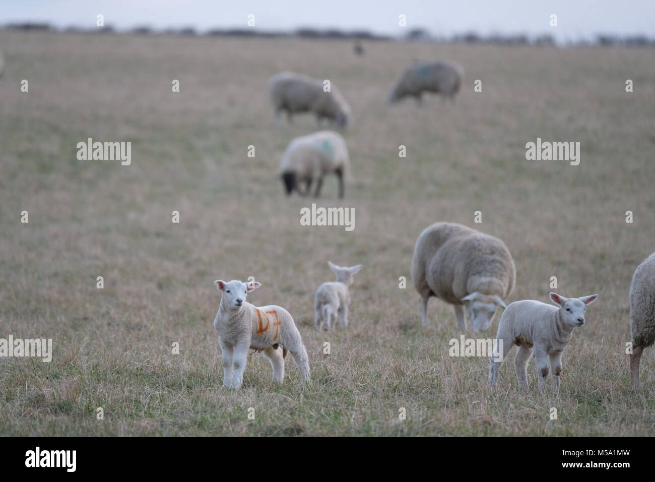 Spring lamb east lothian hi-res stock photography and images - Alamy