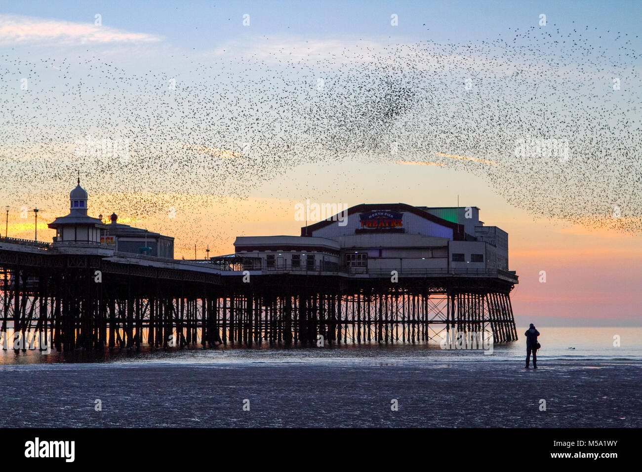 flock fly animal starling flight swarm bird dusk murmuration blackpool ...