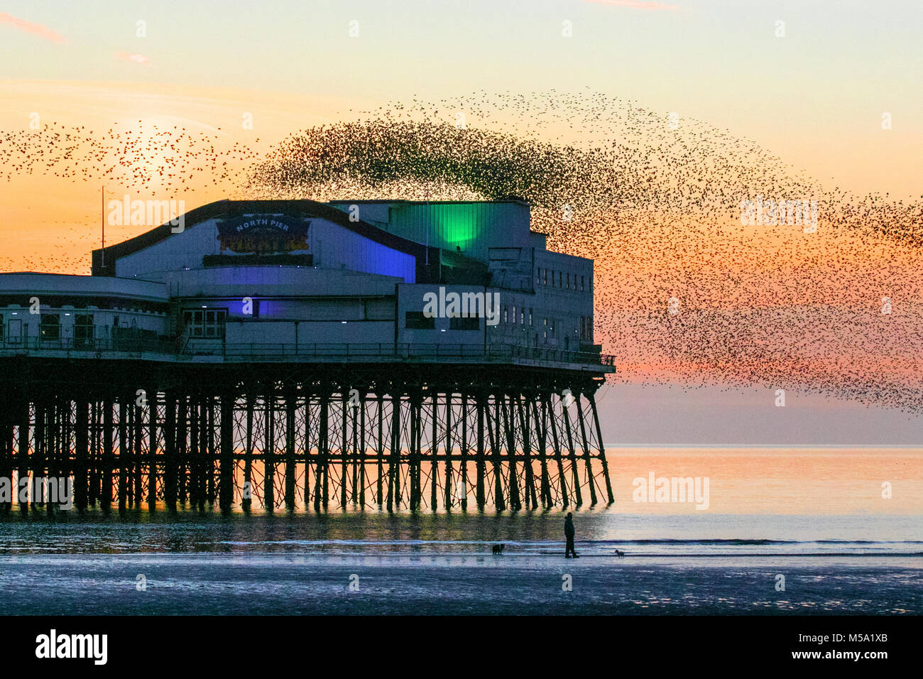 flock fly animal starling flight swarm bird dusk murmuration blackpool ...