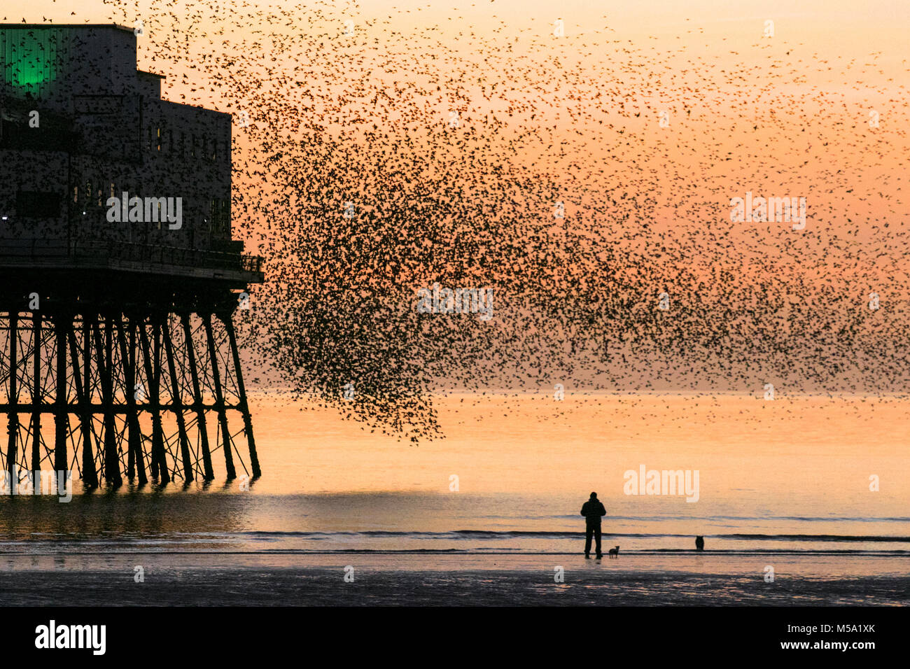 flock fly animal starling flight swarm bird dusk murmuration blackpool ...
