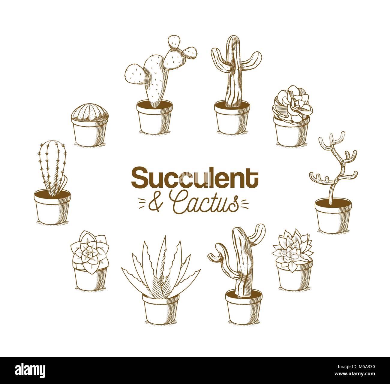 Cactus on pot hand drawing Stock Vector Image & Art - Alamy