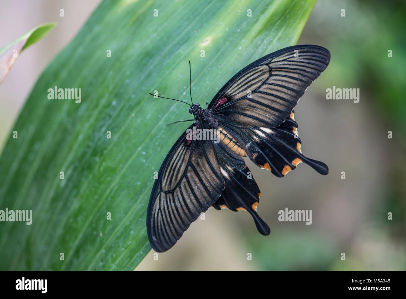 Female great mormon butterfly hi-res stock photography and images - Alamy