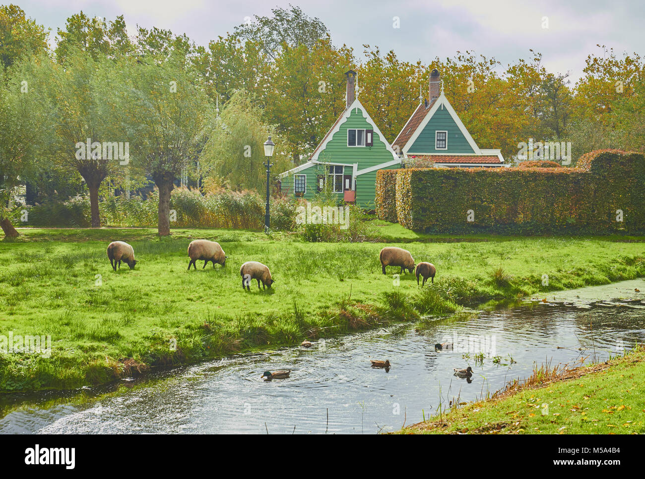 Rural scene with grazing sheep, canal and traditional Dutch houses ...
