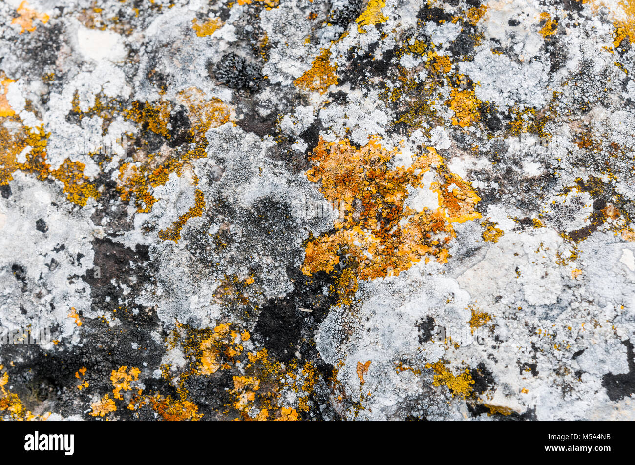 colored natural stone texture with moss and granite Stock Photo - Alamy