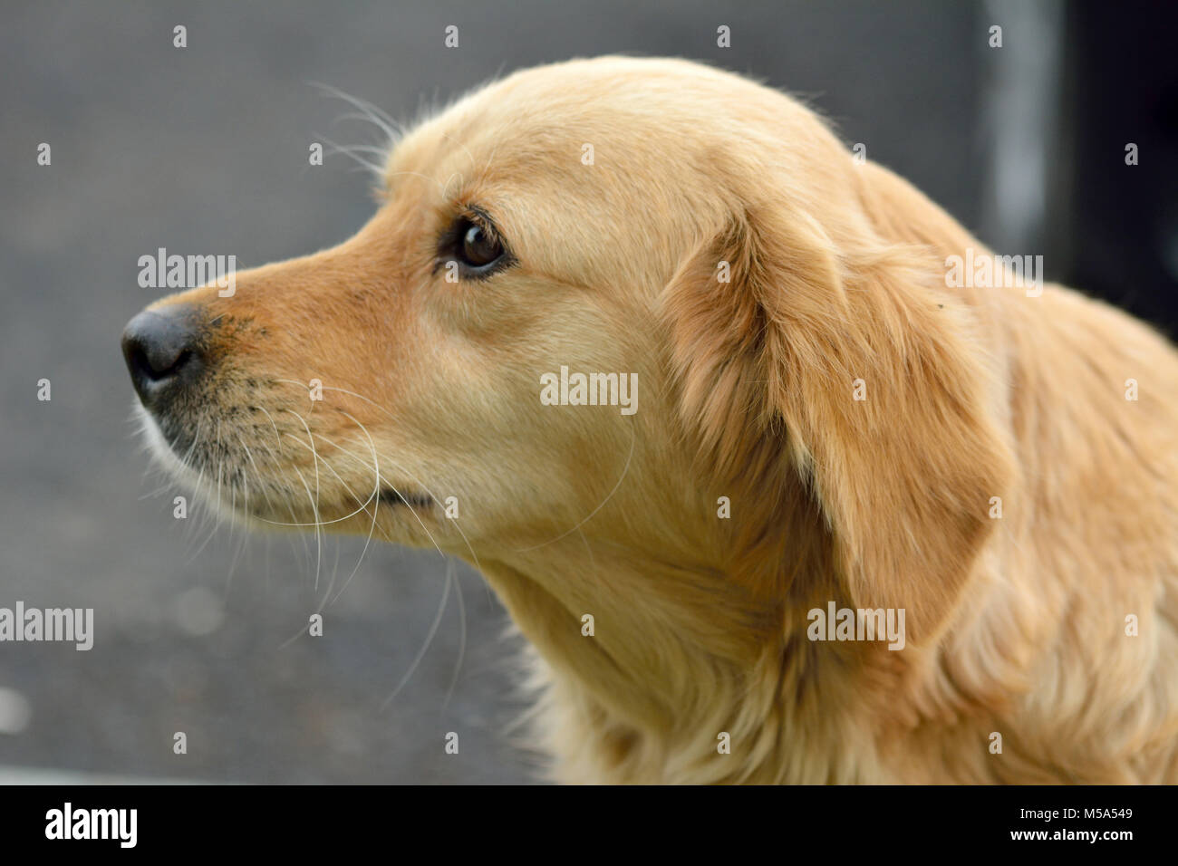 Dog eyes golden hi-res stock photography and images - Alamy