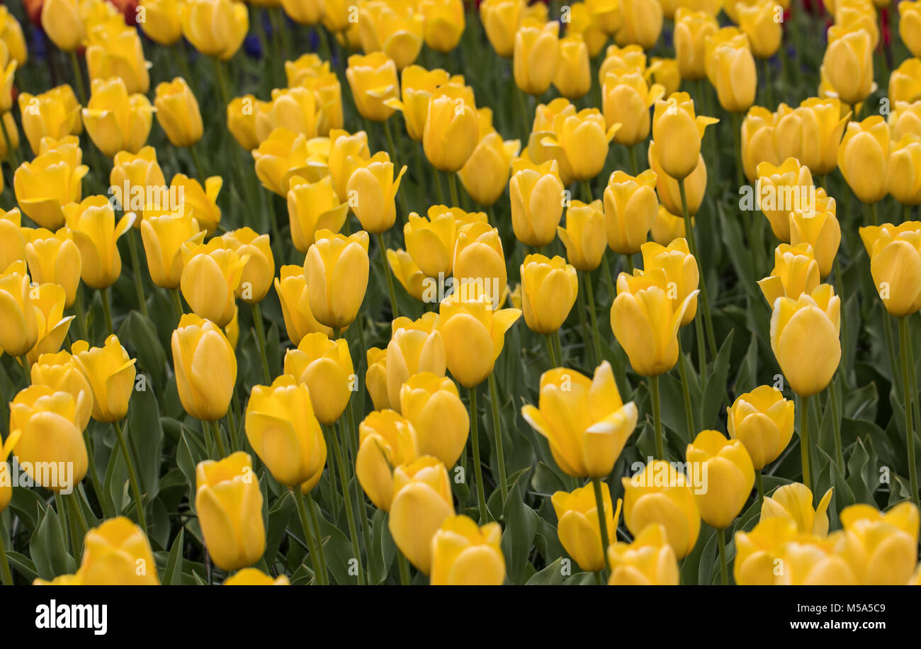 Yellow tulips flowers blooming in a garden Stock Photo - Alamy